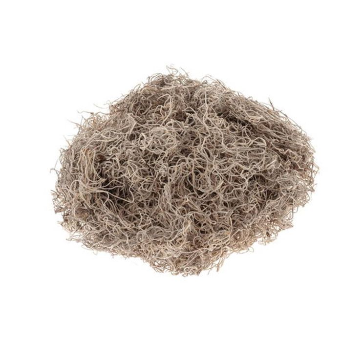 Natur Usneoides Tillandsien Moos JONDIS, grau, in Box